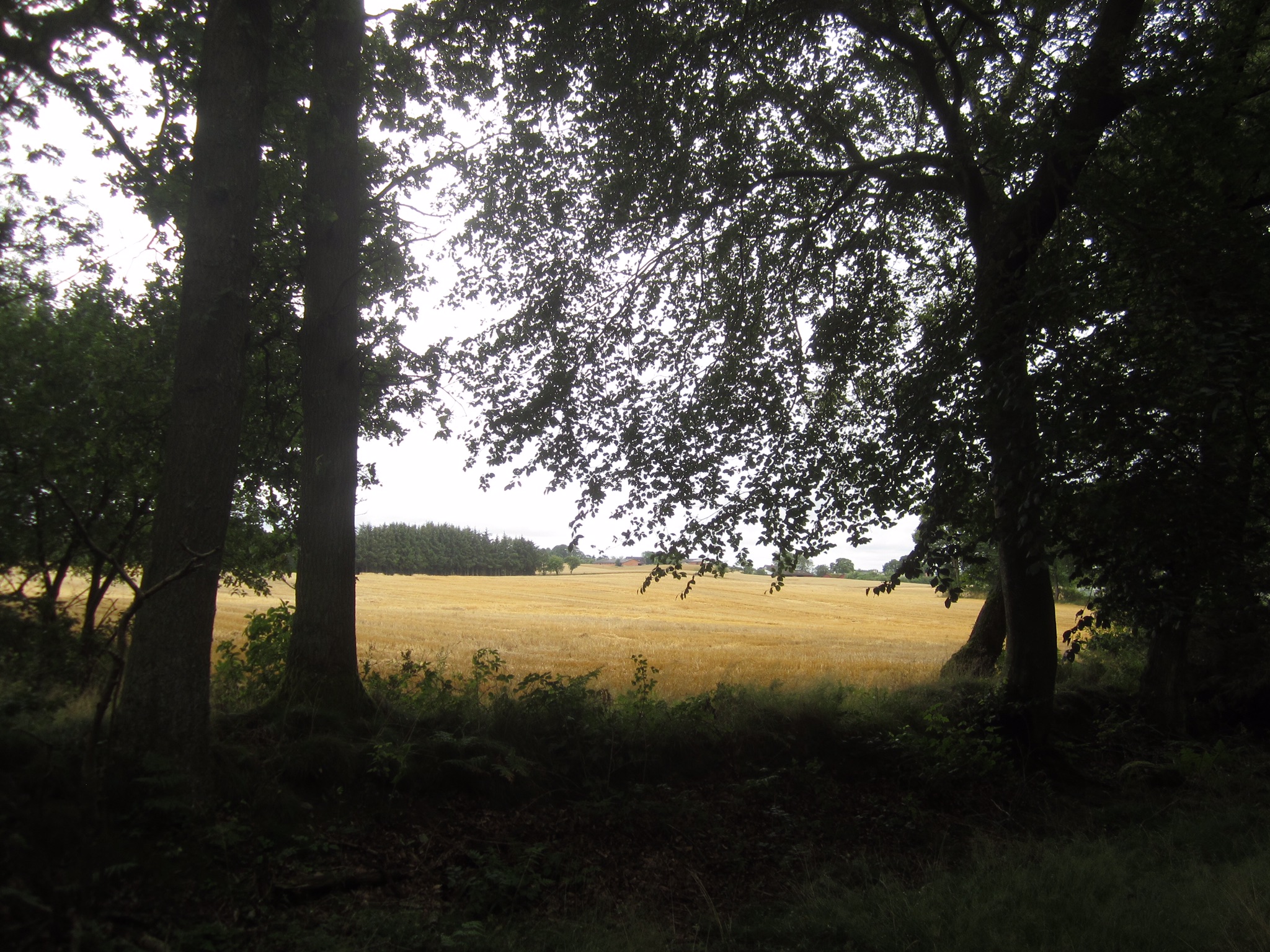 The Vindum Stone – travellingkathy